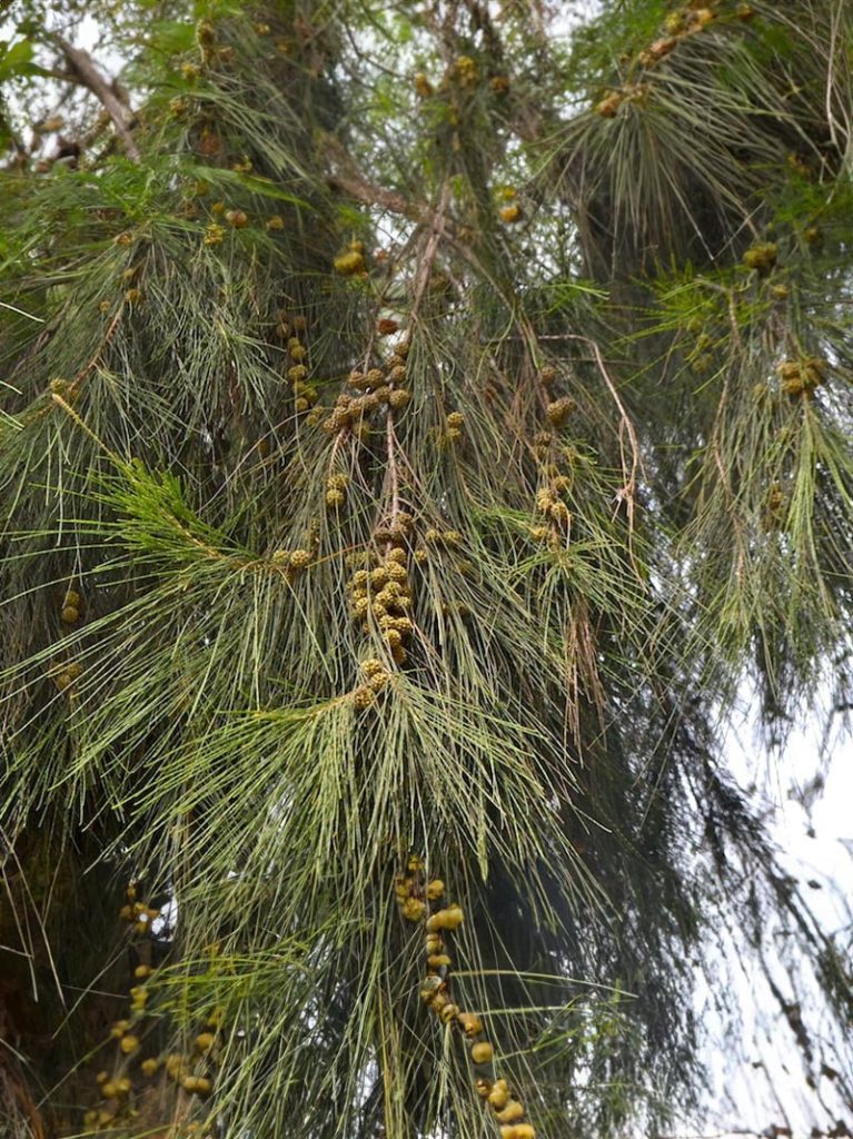 Casuarina cunninghamiana - Medipalm