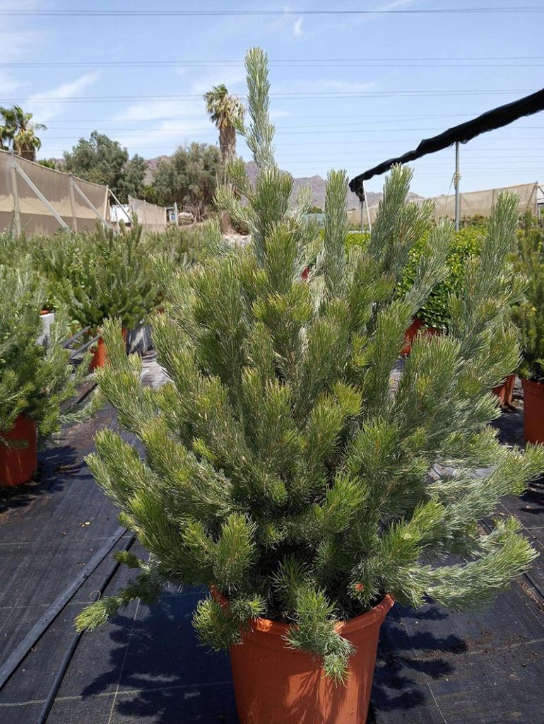 Adenanthos sericeus "Paz" - Medipalm