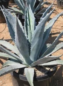 Agave spectabilis "Blue" - Medipalm