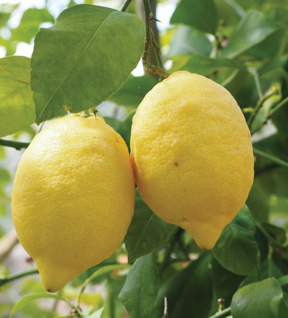 PLA0000380 - Medipalm