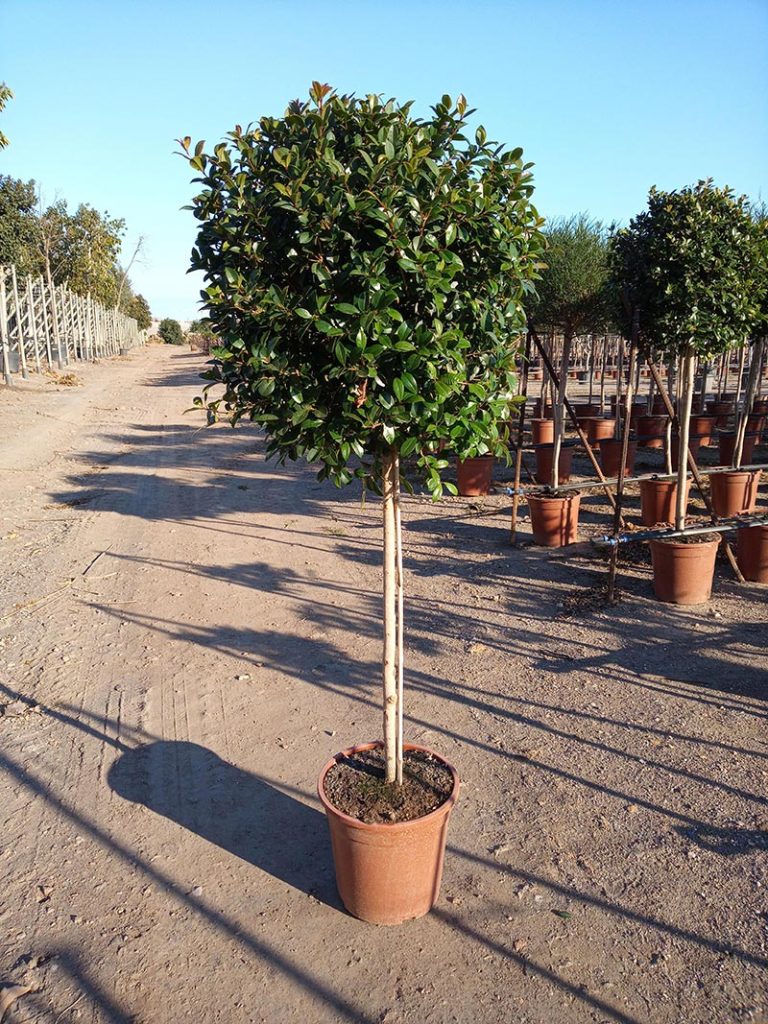 Eugenia myrtifolia "New Port" - Medipalm
