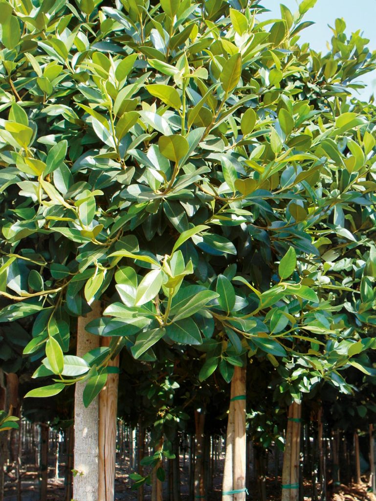 Ficus rubiginosa - Medipalm