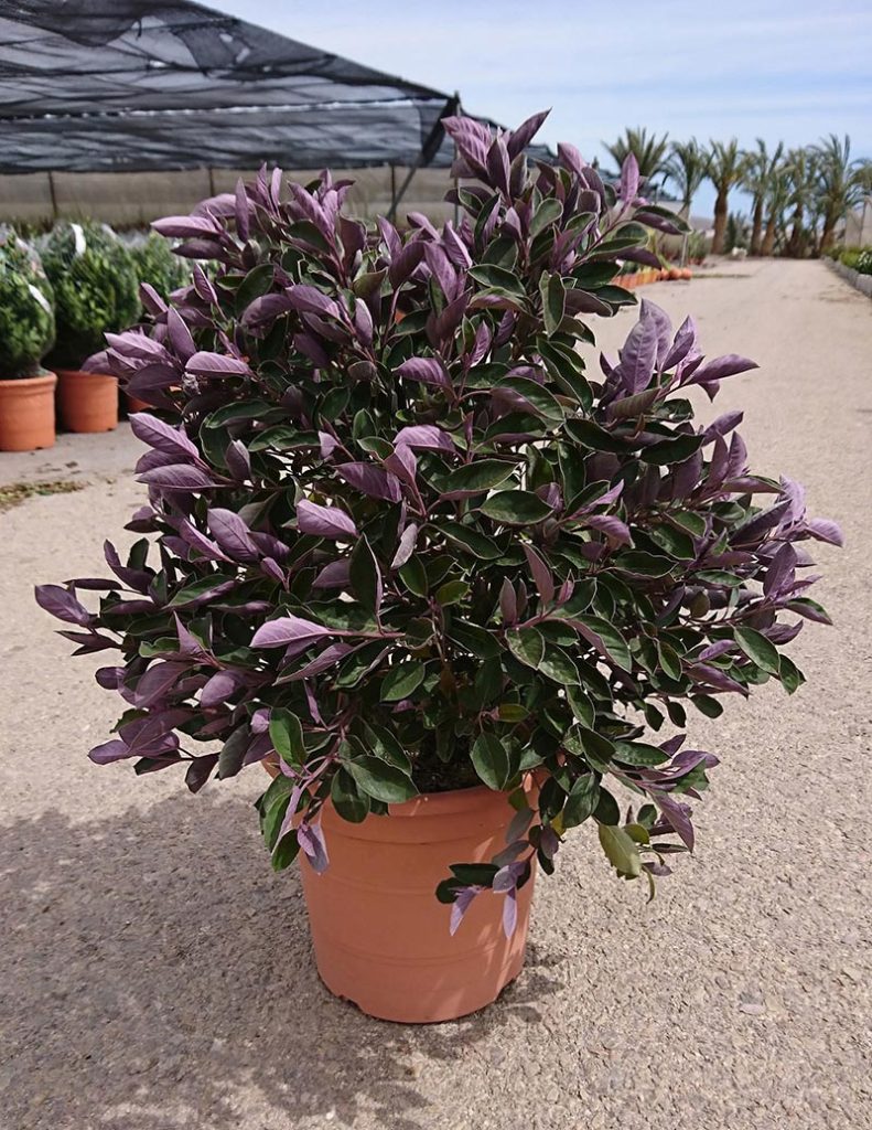 Vitex trifolia "Purpurea" - Medipalm