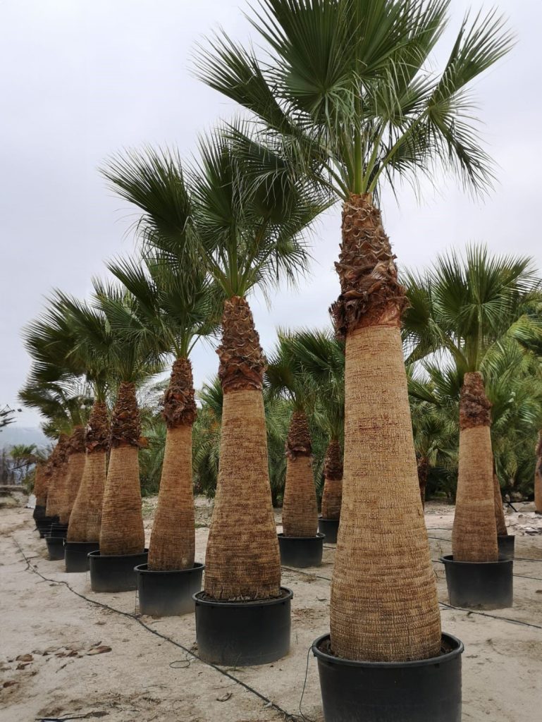Washingtonia filifera - Medipalm