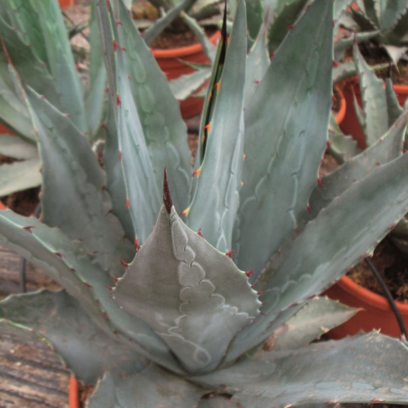 Catálogo de Plantas - Medipalm