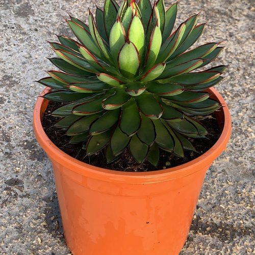 Plant Catalog - Medipalm